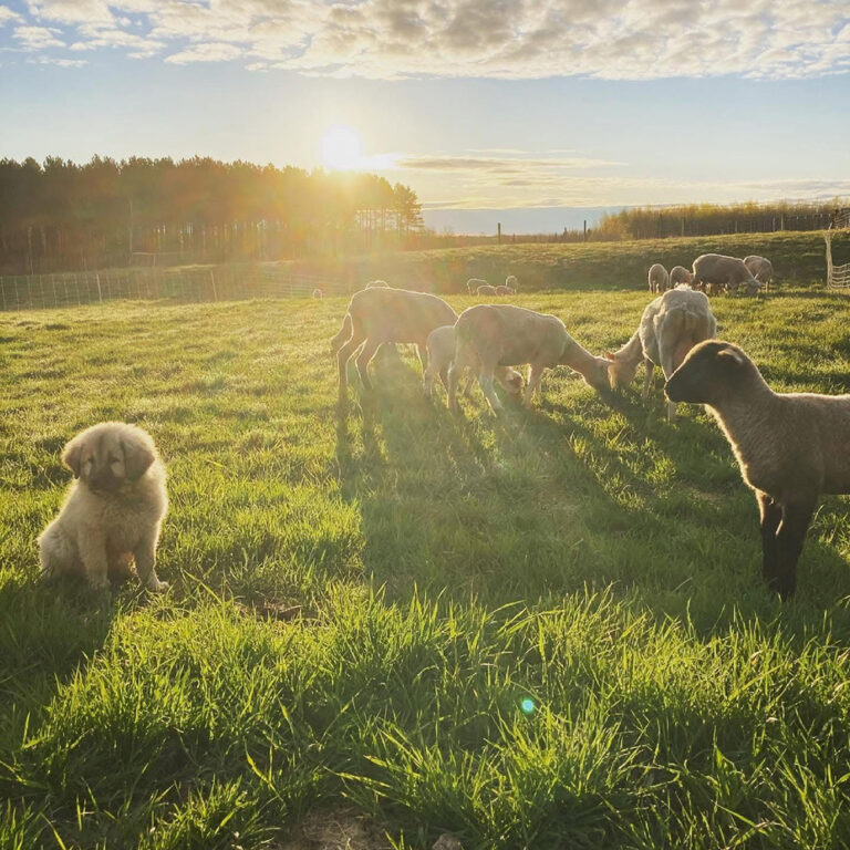 Give! | Whole Foods Co-op